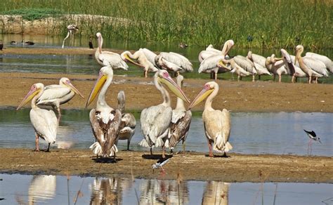 새 펠리컨 그레이트 화이트 펠리 칸 Pelecanus Pixabay의 무료 사진