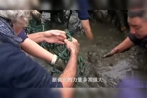 世界上最“孤独”的动物，全球仅剩4只，其中2只生活在中国！动物全球生活