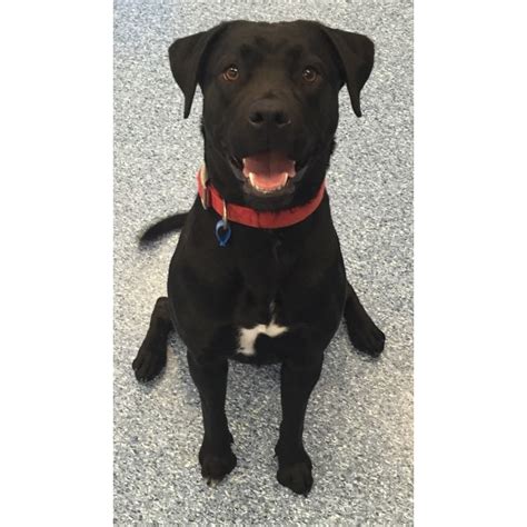 Jen Large Female Staffordshire Bull Terrier X Labrador Retriever Mix