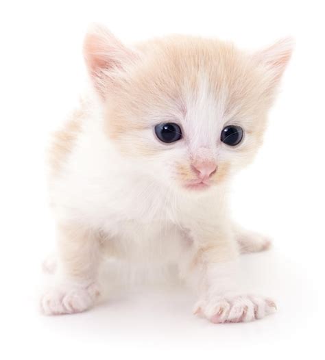 Premium Photo Small Brown Kitten