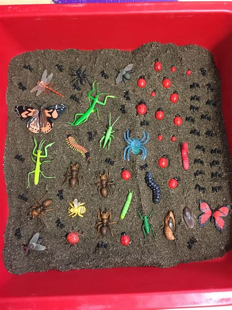 Bug Sensory Bin Preschool Bugs Crafts Insects Preschool Sensory Bins