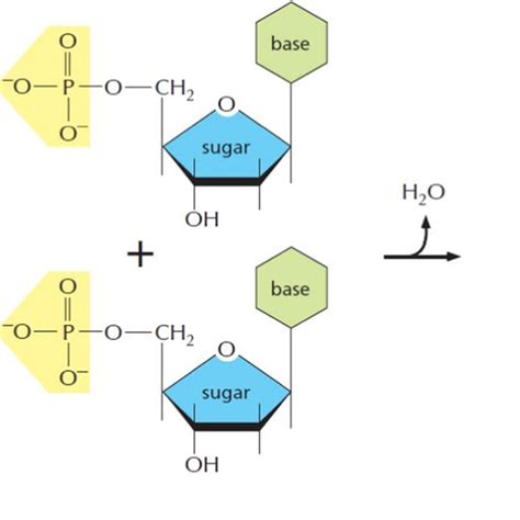 Sugar Base Linkage Left And A Phosphodiester Bond Of Nucleic Acids Download Scientific
