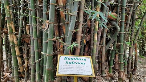 Bambusa Balcooa Female Bamboo