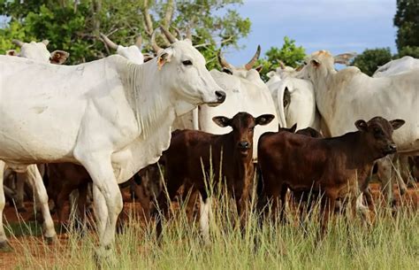 Gigante Conheça A Maior Fazenda Do Brasil Com 135 Mil Hectares