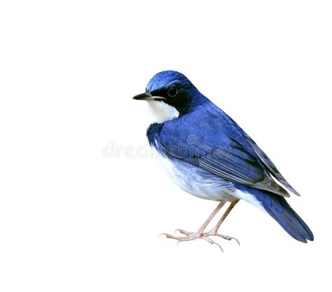 Beutiful Blue And White Bird Fully Standing Isolated On White Ba Stock