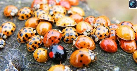 How Long Is 1 Millimeter Real Life Examples Of 1mm Objects