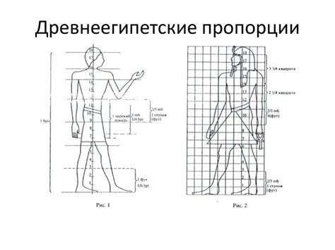 Пропорции тела человека Задачи презентация онлайн