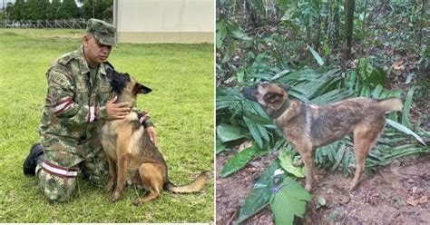 Fue El Verdadero Héroe ¿que Pasó Con Wilson El Perro Clave Para
