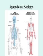 Lab Appendicular Skeleton Ppt Appendicular Skeleton Procedures LOTS OF NEW WORDS
