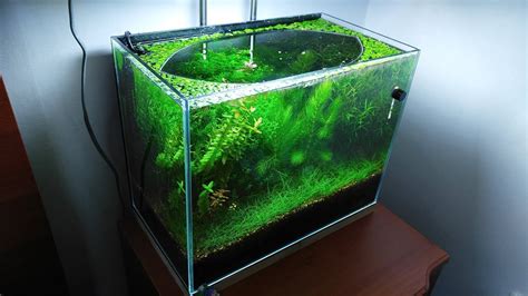 10 Months Update Melting Pot Of Shrimps NO Filter NO CO2 NO Ferts