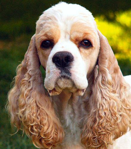 The Dog In World Cocker Spaniel Dogs
