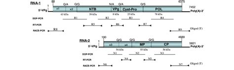 Schematic Representation Of Cdna Cloning And Sequencing Strategy Of