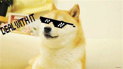 Ảnh Meme Cheems Ảnh Chế Chó Vàng Shiba Hài Hước