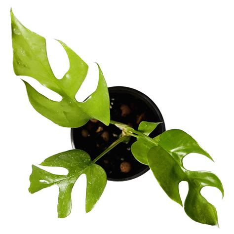 Mini Monstera Small Etsy