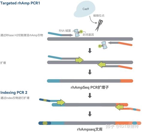 【技术干货】crispr编辑分析利器—idt Rhampseq扩增子测序系统 知乎