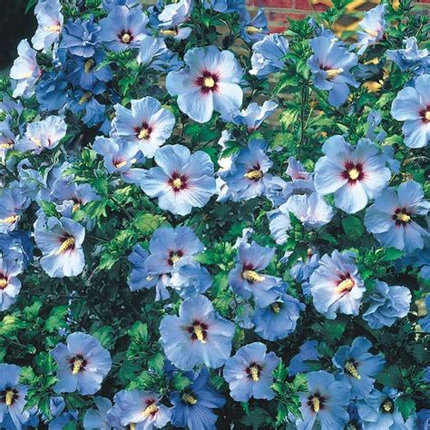 Spring Hill Nurseries Bluebird Rose Of Sharon Althea Dormant Bare Root