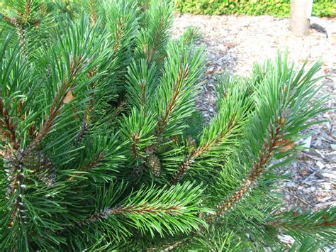 Dwarf Mugo Pine Jeffries Nurseries