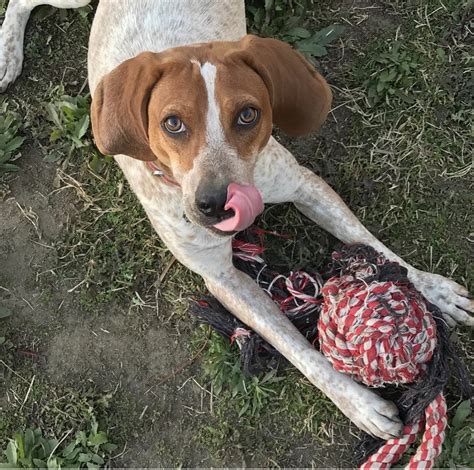 Coonhound Pointer Mix