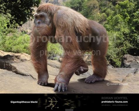 image gigantopithecus blacki 738x591 the parody wiki fandom
