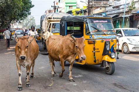 Why Is Indias Government Pushing A Nationwide Cow Exam Modern Farmer