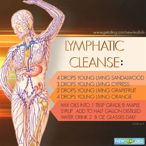 Lymphatic System
