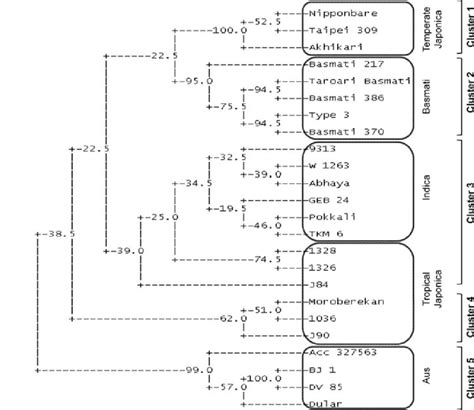 dendrogram constructed based on polymorphism among different cultivar