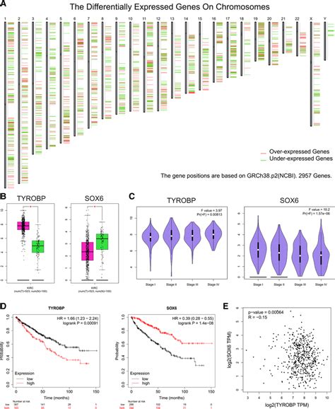 Negative Correlation Between Tyrobp And Sox6 And Their Role In The