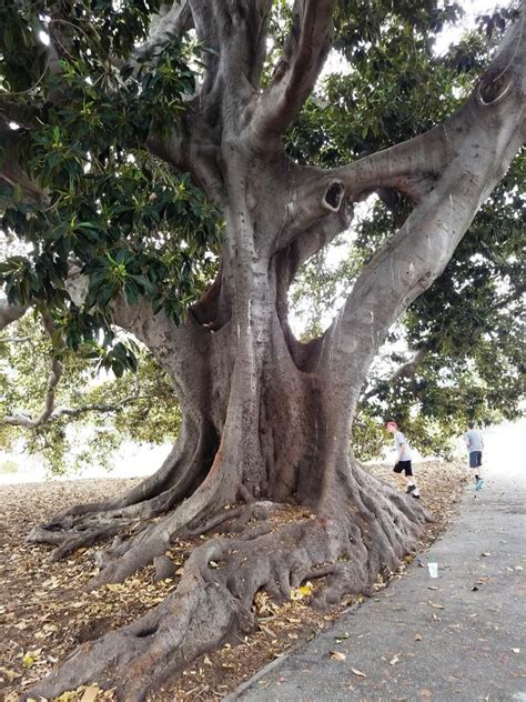 Moreton Bay Fig Tree At Plaza Park In Downtown Ventura Planted In 1874