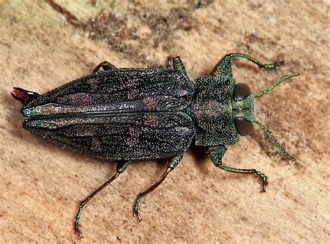 Coleoptera Order Flashcards Quizlet