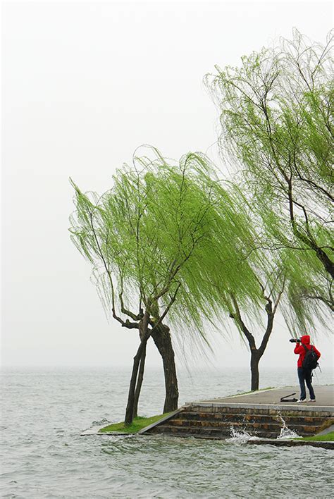 杨柳依依摄影图片武汉东湖生活摄影 太平洋电脑网摄影部落