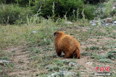 探访88年前新疆富蕴8级地震遗迹：震中断裂带场面壮观保存完好 新闻中心 温州网