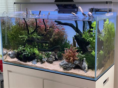 My First Planted Tank Is Slowly Coming Along Rplantedtank