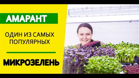 Микрозелень. Амарант. Посадка. - YouTube