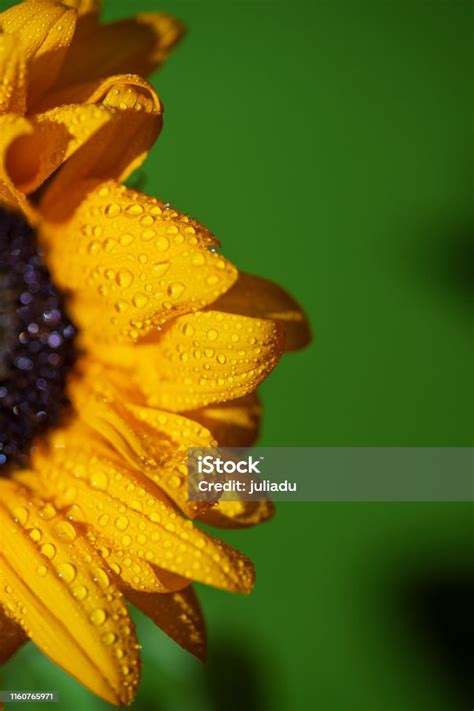 밝은 햇볕이 잘 드는 해바라기 색배경에 노란 꽃잎에 이슬방울 감정에 대한 스톡 사진 및 기타 이미지 감정 곡초류 꽃 식물
