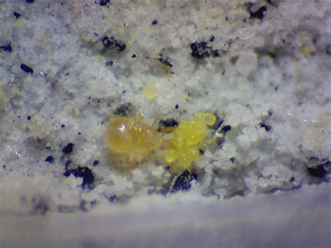 Leroy Lopez On Linkedin The Ability Of Cucumeris Mite To Feed And Reproduce When Utilizing Food…