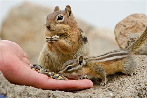 Chipmunk Vs Squirrel Understand The Difference