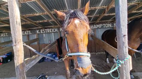 How Can It Not Be A Good Interview When You Involve Bob Butt Jackie And Robin By Harness