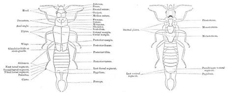 Earwig Wikipedia