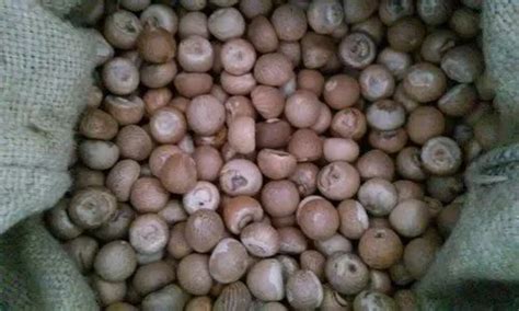 Areca Nut At ₹ 450 Kg Areca Nut In Kumbakonam Id 20666210012
