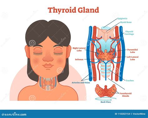 Thyroid Gland Anatomical Vector Illustration Diagram Educational Medical Scheme Stock Vector