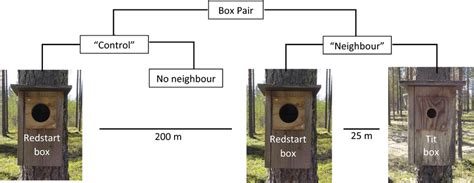 Redstart Nest Box Pair Design With One “control” And One “neighbour