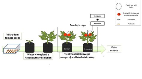 Schematic Representation Of Tomato Plant Cultivation And Experimental