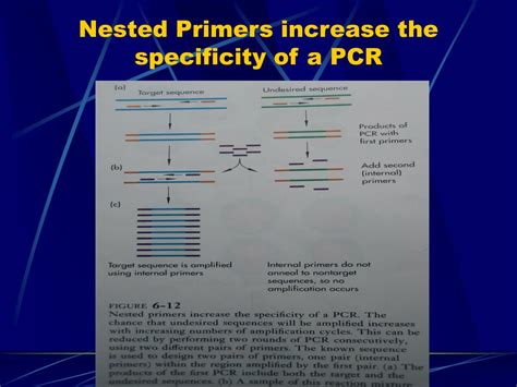 PPT The Polymerase Chain Reaction PowerPoint Presentation Free Download ID