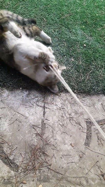 وقتی طناب بازی بوژی بوژی Youtube