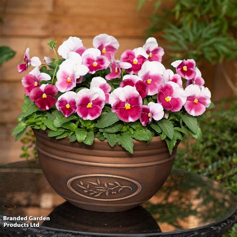 Pansy Raspberry Blush Dobies