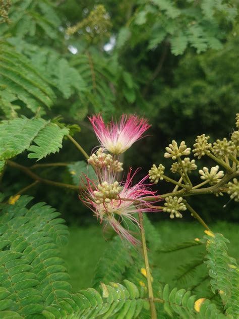 ネムノキの花 殿下の写真ブログ