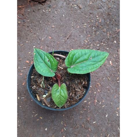 Jual Tanaman Anturium Sirih Shopee Indonesia