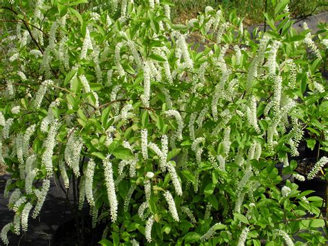 Itea virginica – Rachels Native Plants