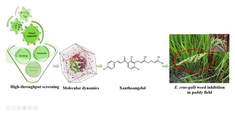 Bioherbicides For Sustainable Barnyard Grass Management In Paddy Field