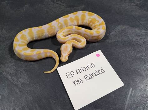 Black Pastel Albino Het Banded Ball Python By Hall S Balls And Exotics